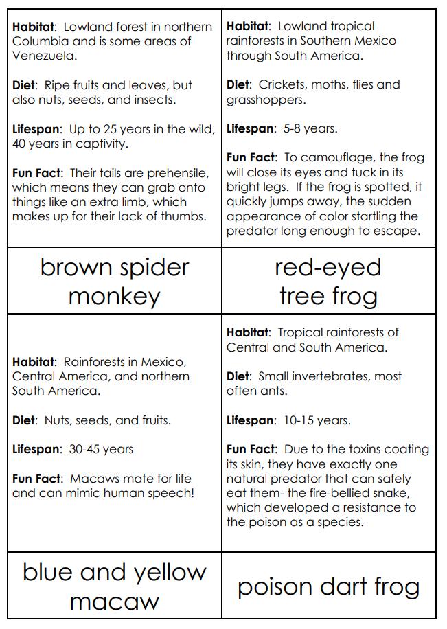 Rainforest Safari Toob 3-part Card Set Digital File - Etsy