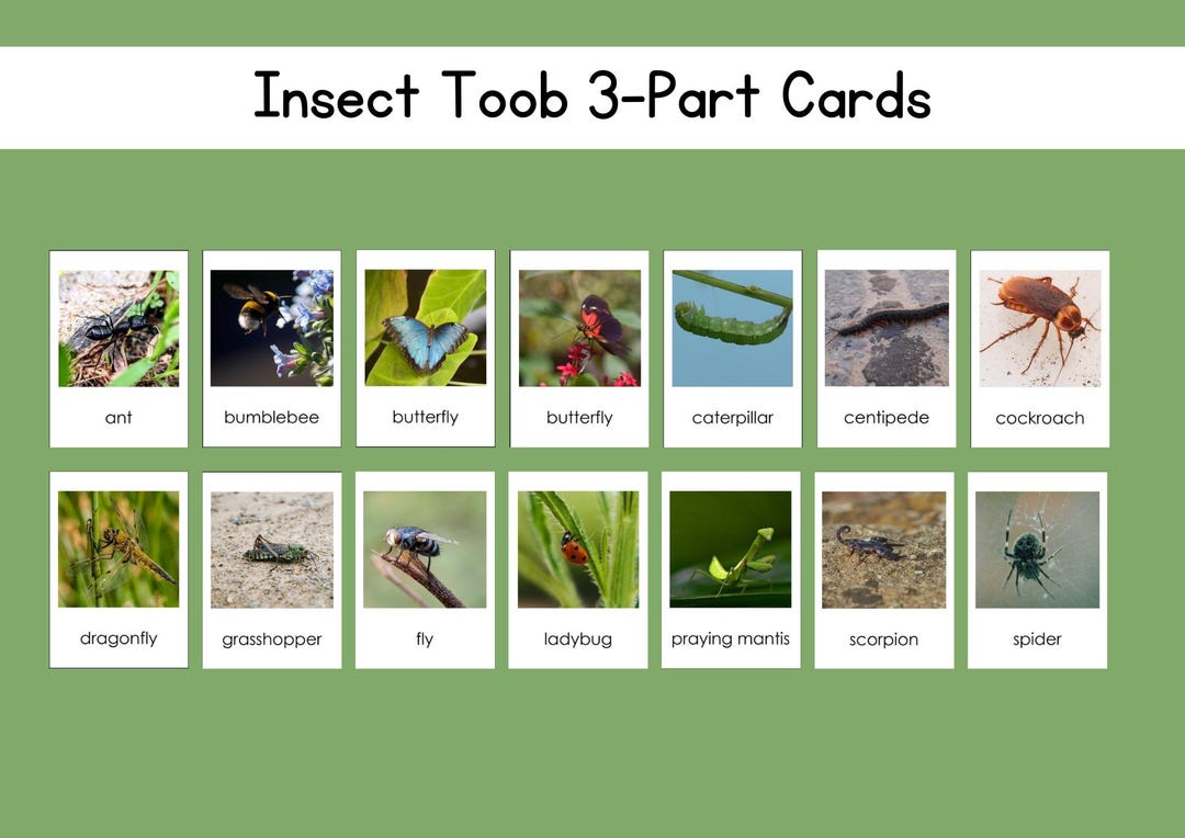 Insect Safari Toob 3-part Card Set Digital File - Etsy