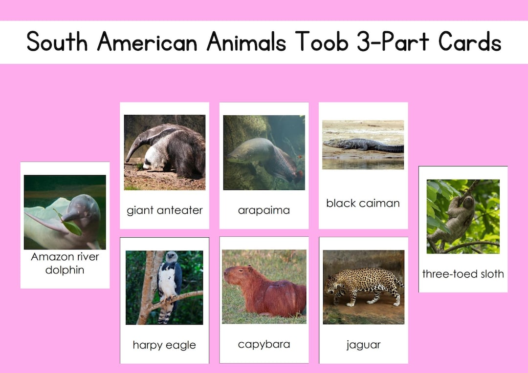 South American Animals Safari Toob 3-part Card Set Digital File - Etsy