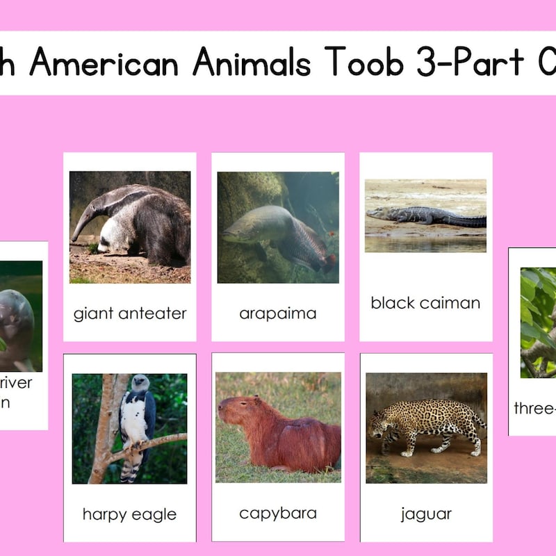 South America Eco Friendly Gold Teaching Reagent Volume Share - Etsy Canada