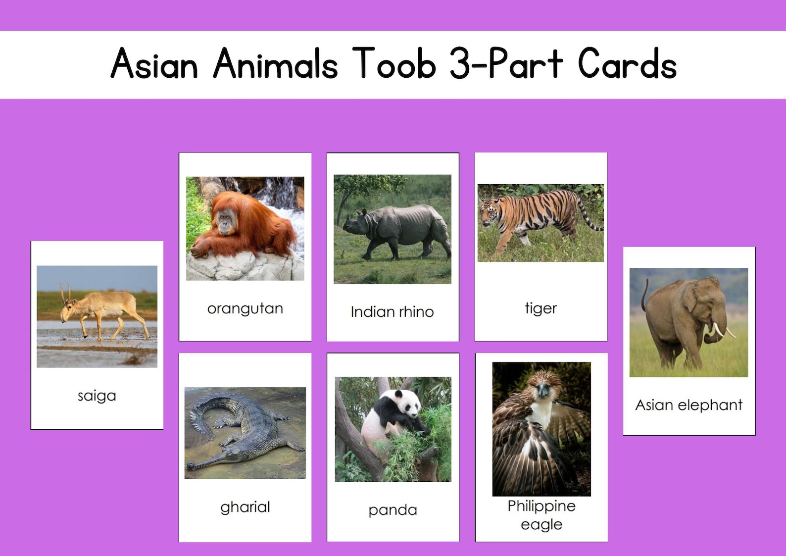 Asian Animals Safari Toob 3-part Card Set Digital File - Etsy