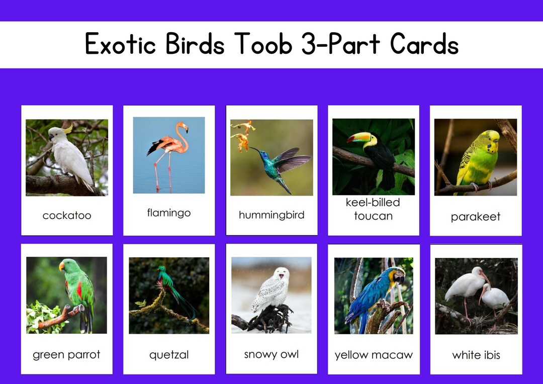 Exotic Birds Safari Toob 3-part Card Set Digital File - Etsy