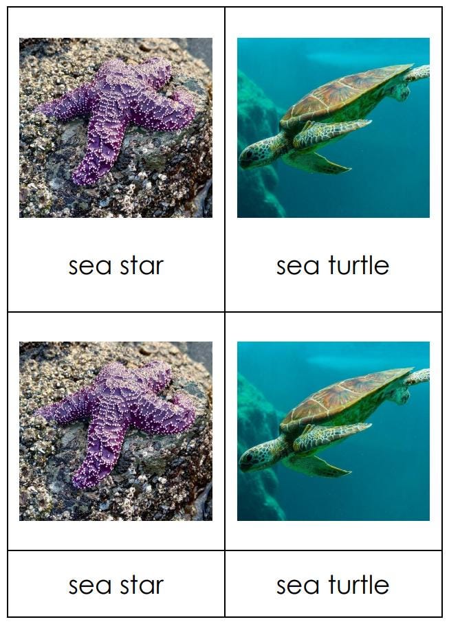 Ocean Safari Toob 3-part Card Set Digital File - Etsy