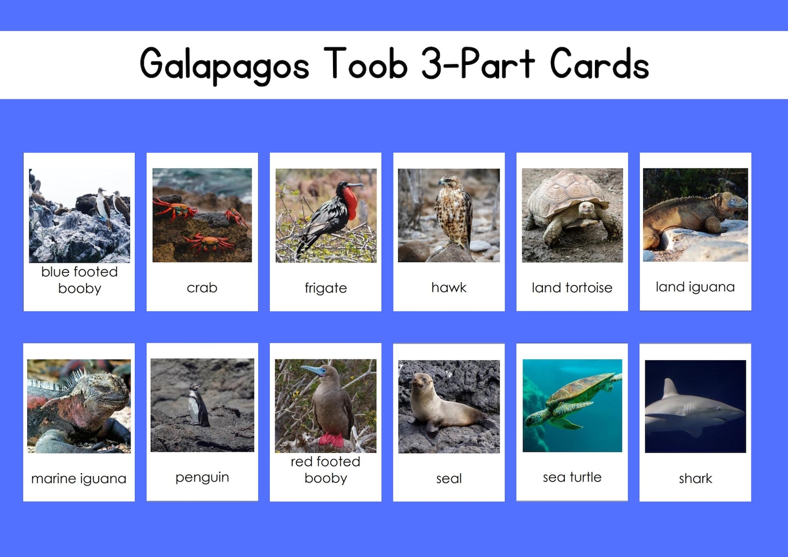 Galapagos Safari Toob 3-part Card Set Digital File - Etsy