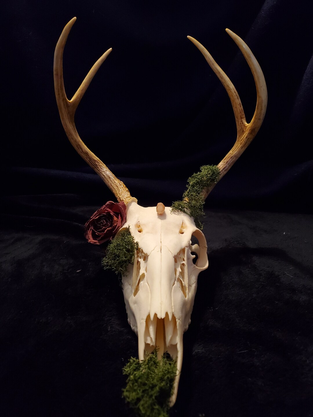 Deer Skull Mount - Etsy