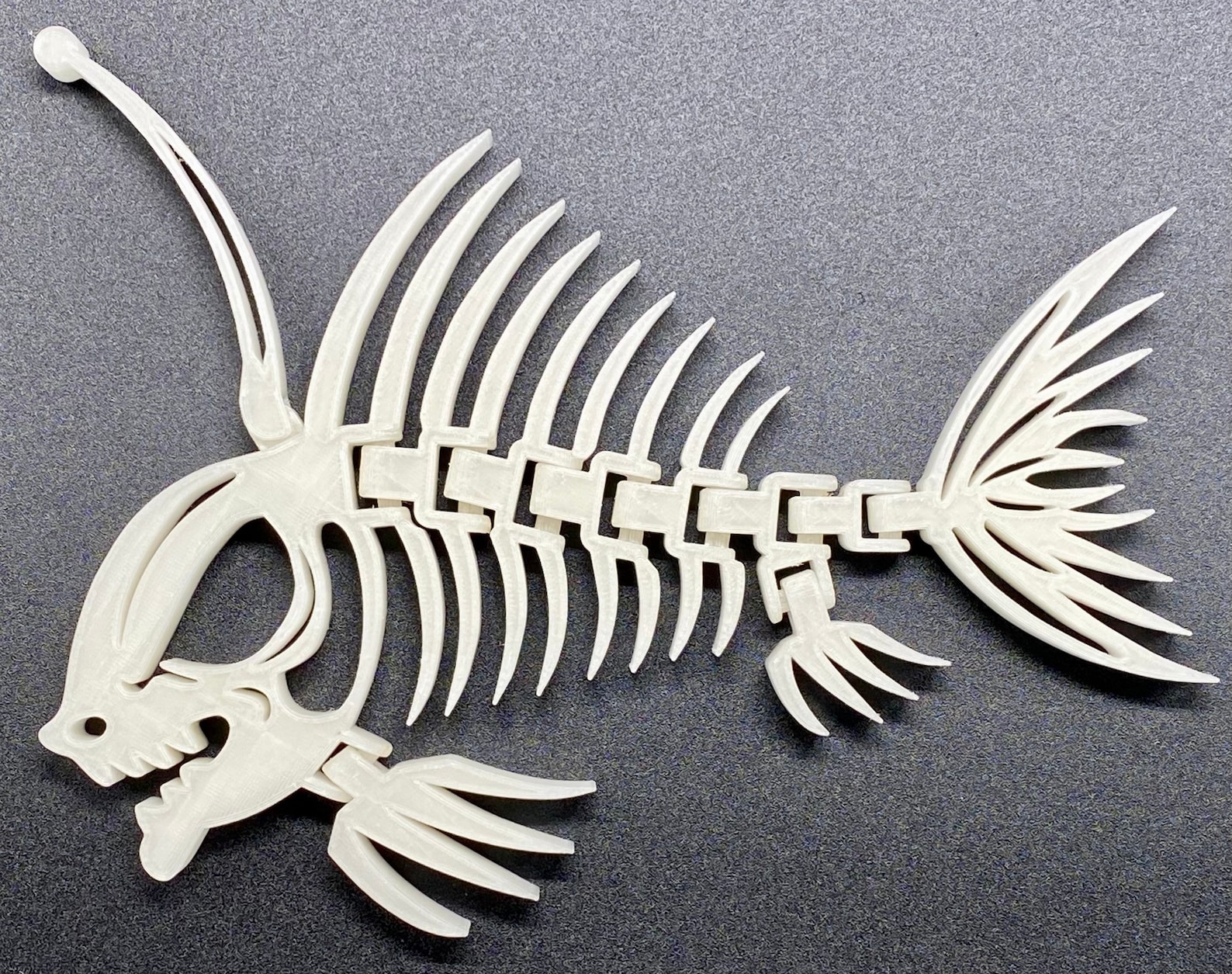 Anglerfish Skeleton 3D Printed Fun & Flexible Articulated - Etsy