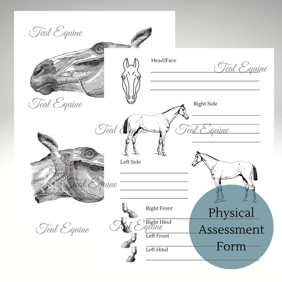 Equine Physical Assessment Form | Etsy