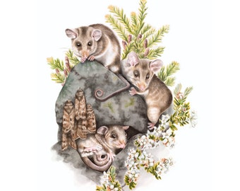 Hibernating Mountain Pygmy-possum A5 Fine Art Print. - Etsy