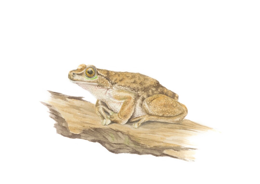 Spotted Tree Frog A5 Fine Art Print - Etsy