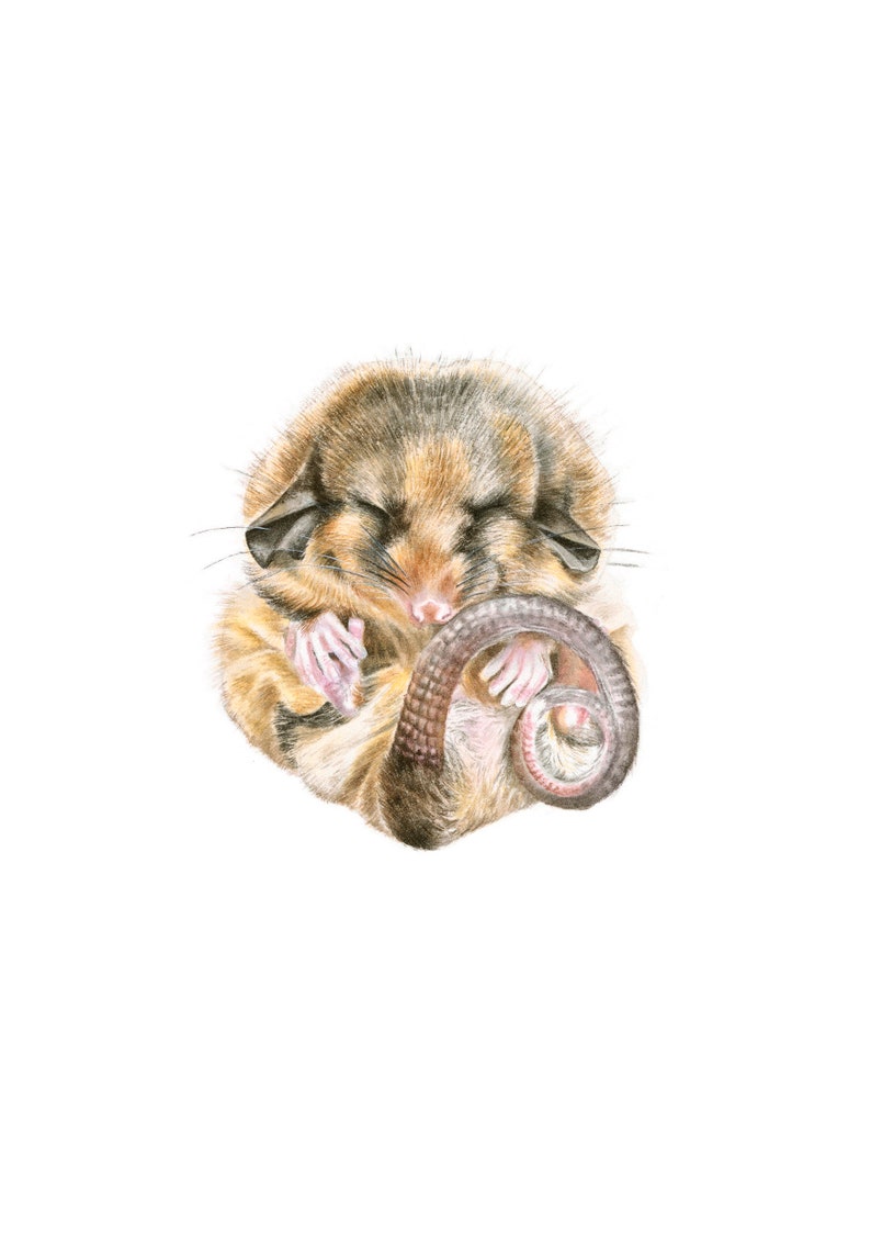 Hibernating Mountain Pygmy-possum A5 Fine Art Print. - Etsy
