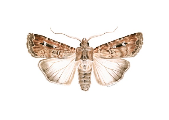 Bogong Moth A5 Fine Art Print | Etsy