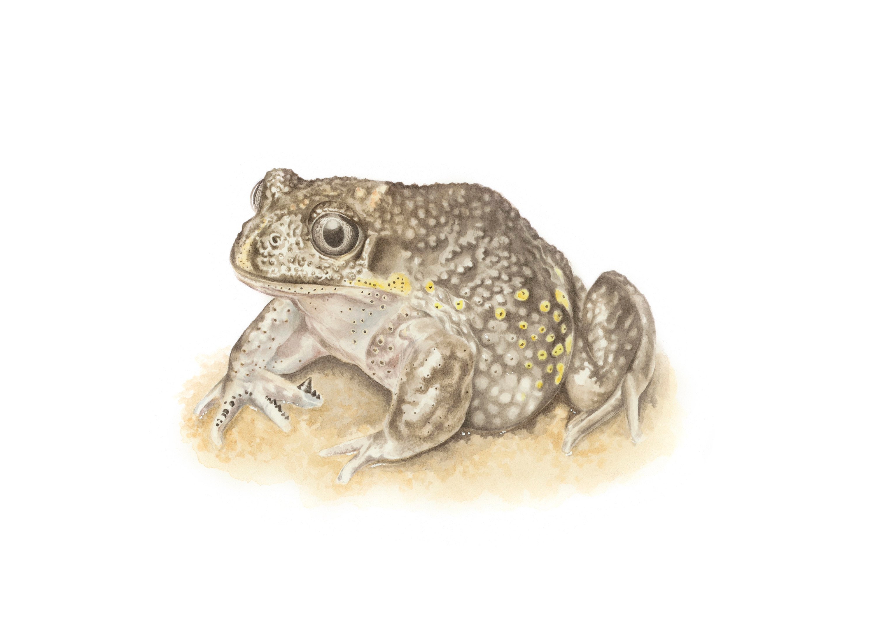 Giant Burrowing Frog A5 Fine Art Print - Etsy