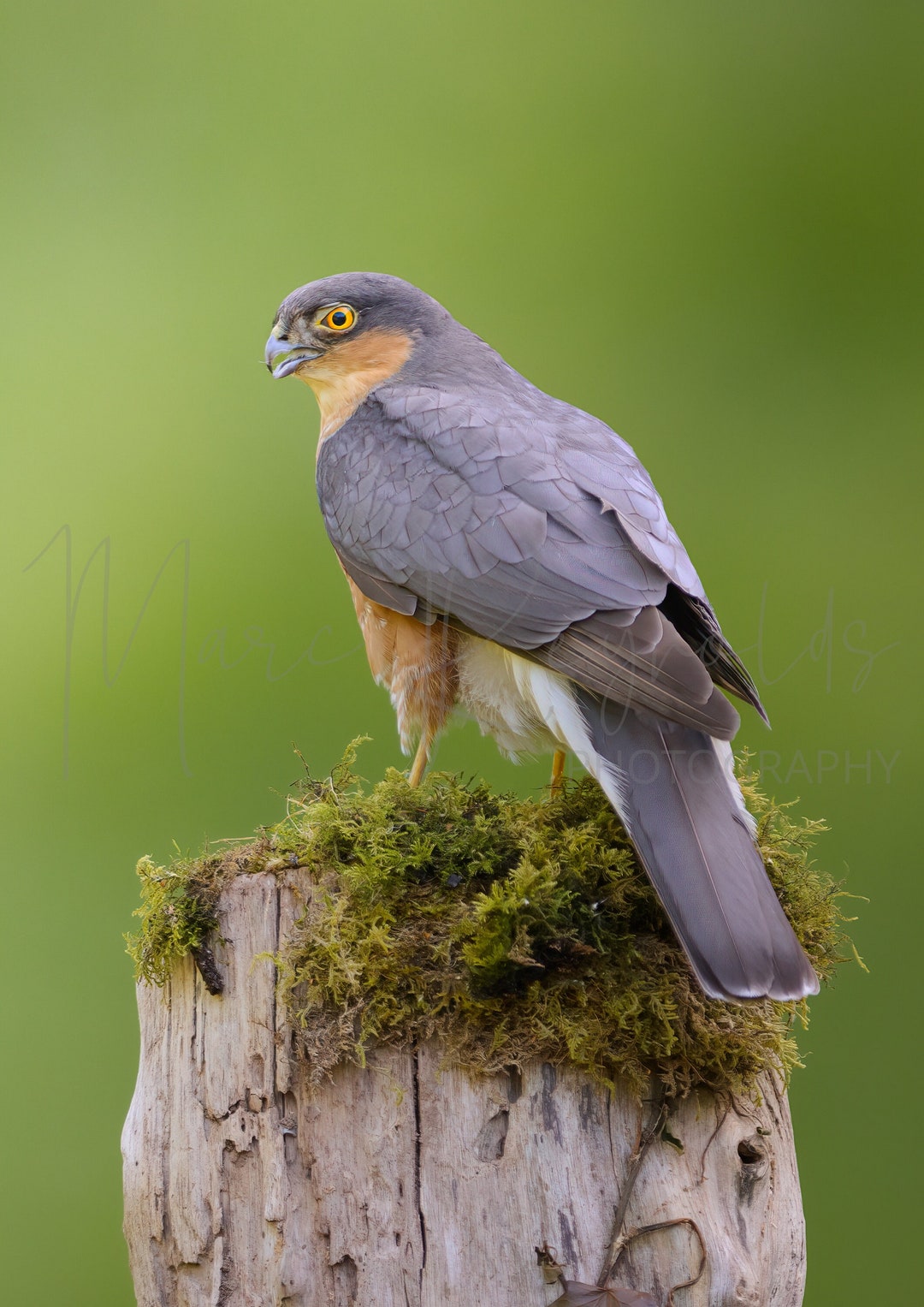 Sparrowhawk Colour Digital Print, Bird Photography, Wildlife ...