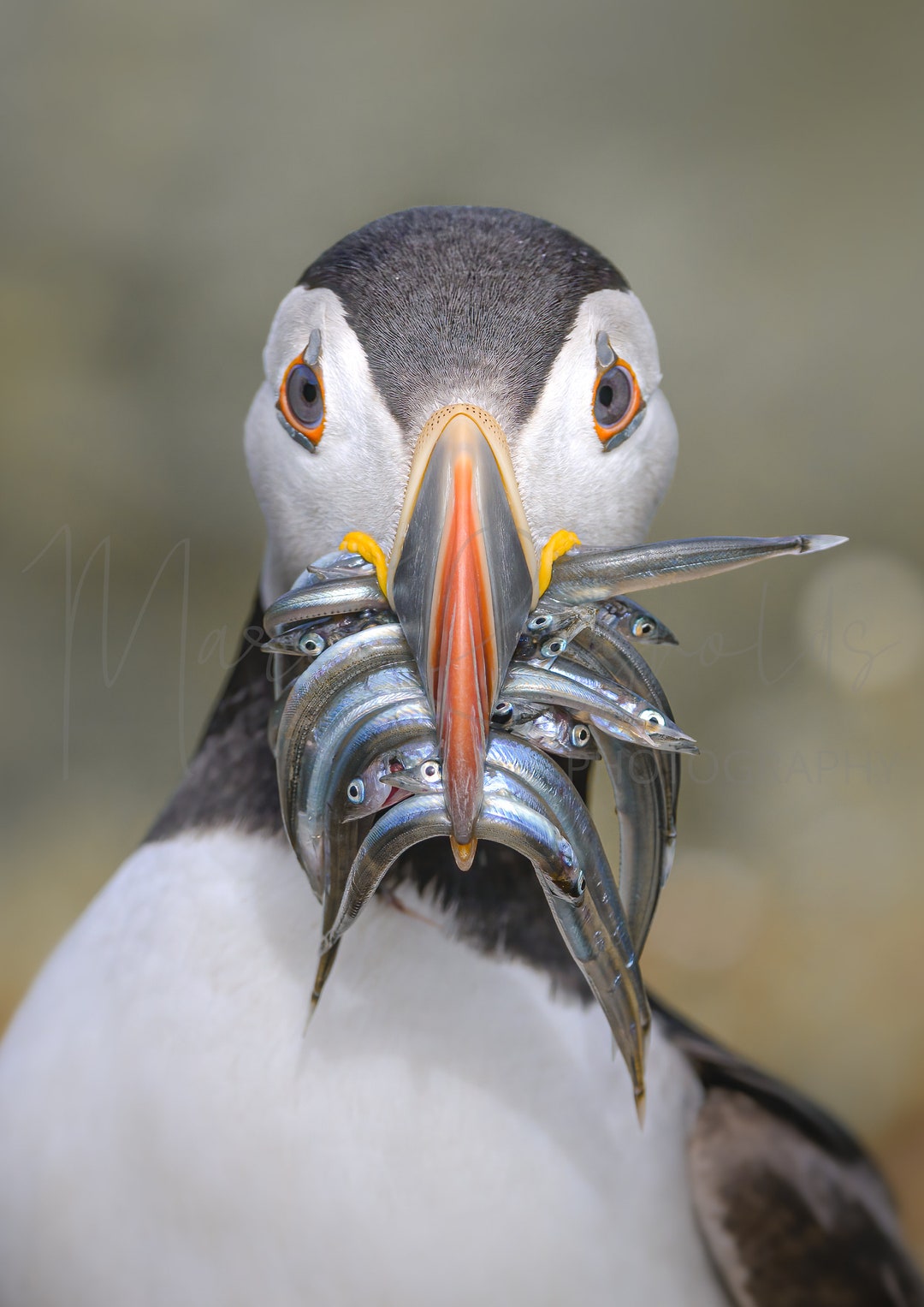 Puffin With Sand Eels in Mouth Colour Digital Print, Bird Photography ...