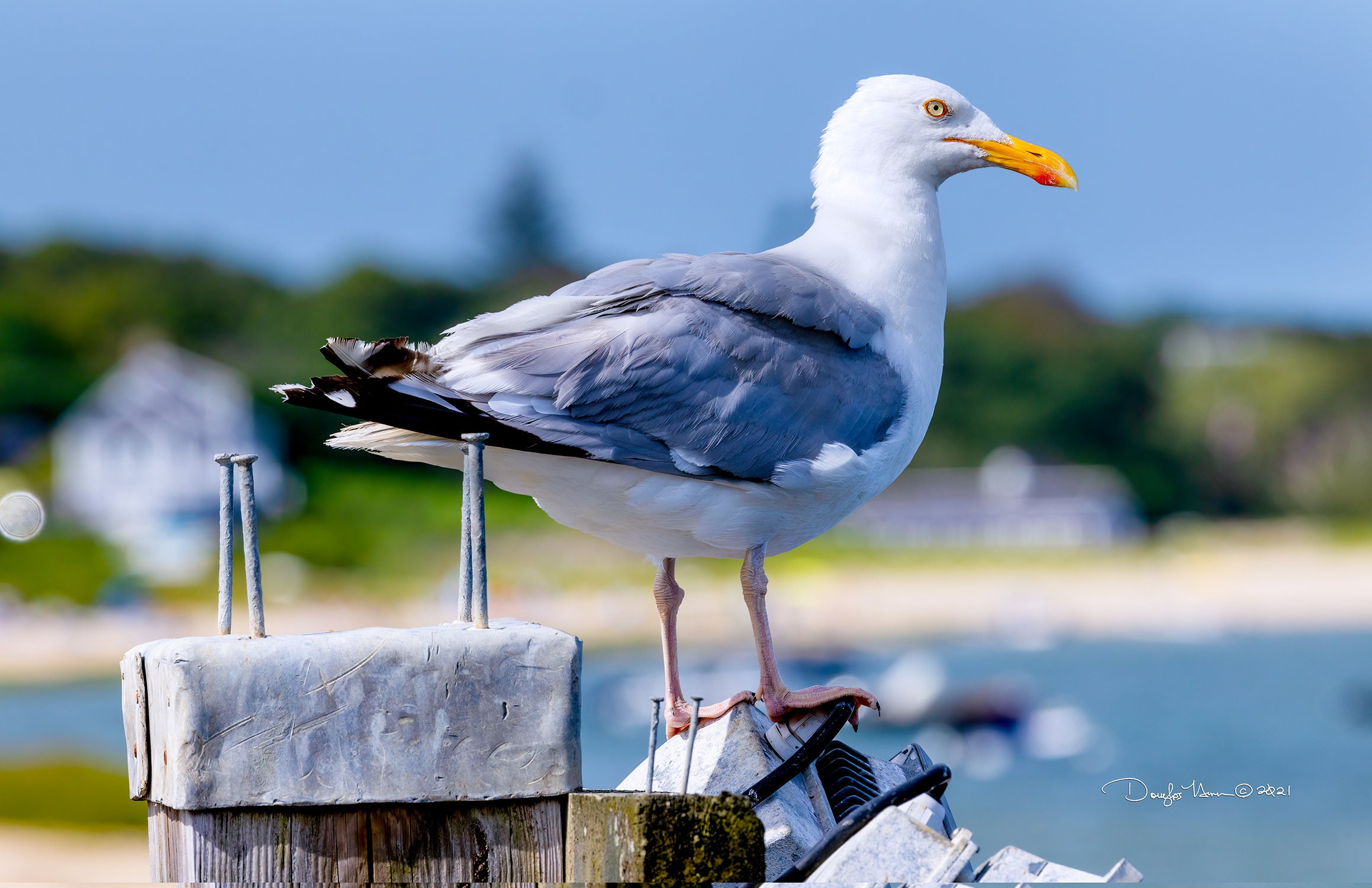 2022 Massachusetts Birds Calendar for 20 Cents! (USA Version) - Etsy