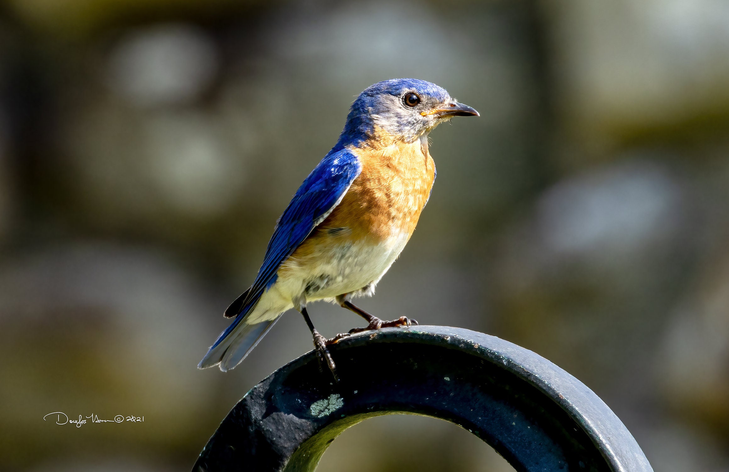 2022 Massachusetts Birds Calendar for 20 Cents! (USA Version) - Etsy