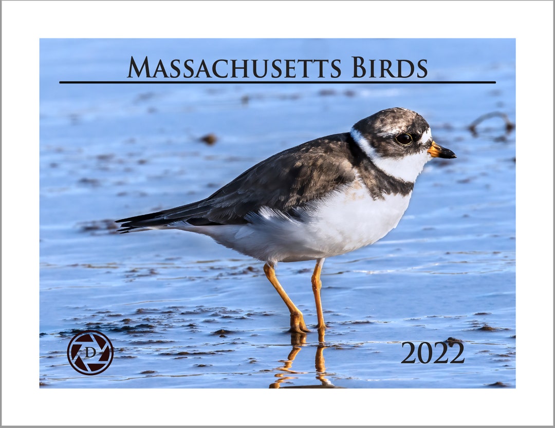 2022 Massachusetts Birds Calendar for 20 Cents! (USA Version) - Etsy