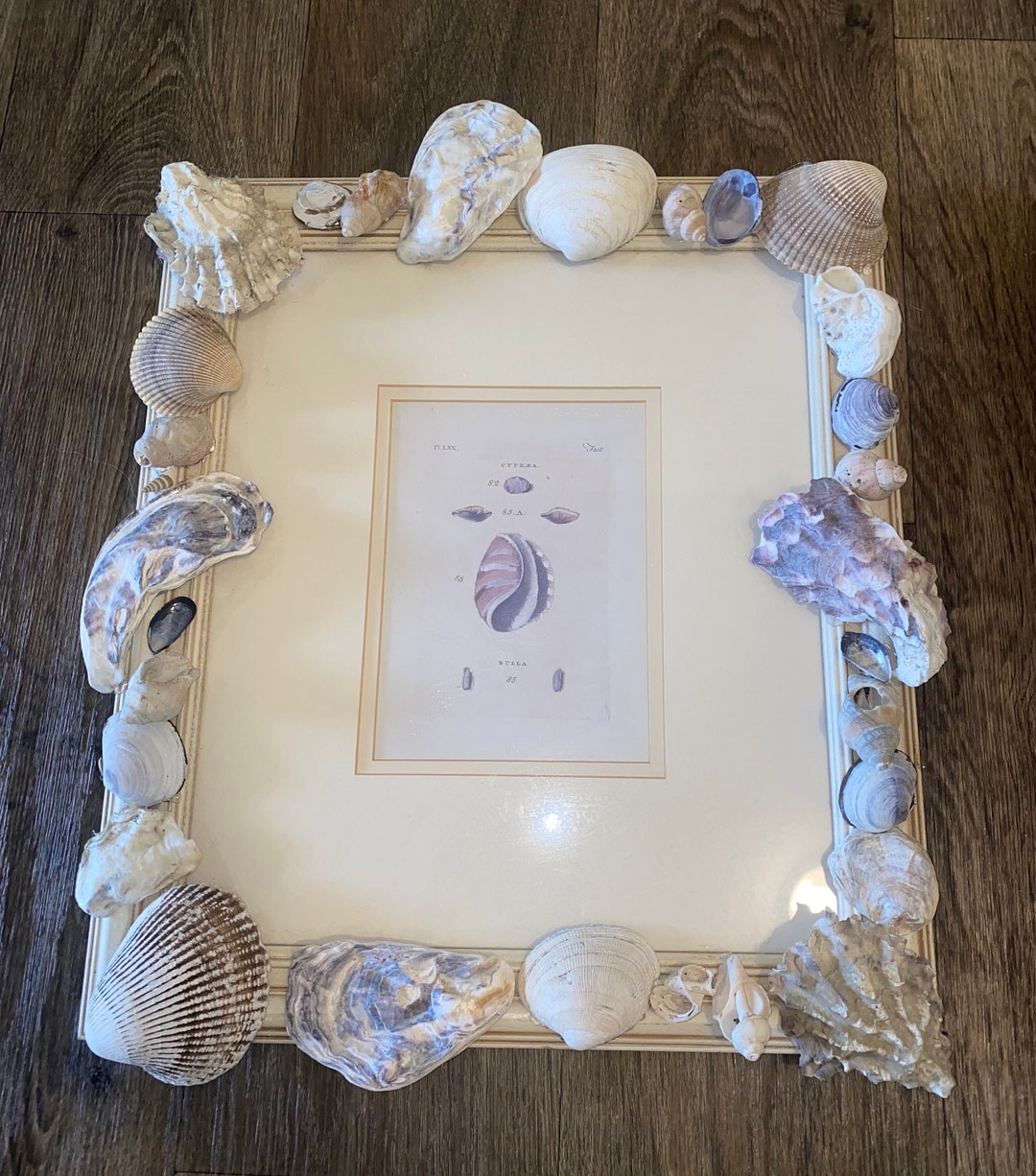 Pacific Northwest Raw Seashell Frame - Etsy
