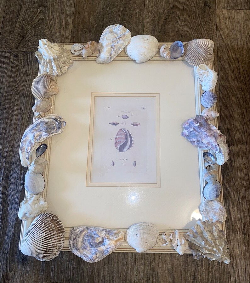 Pacific Northwest Raw Seashell Frame - Etsy