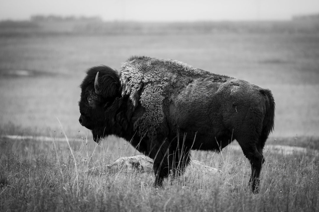 American Bison Print, Wildlife Photography, Animal Photo Print, Nature ...
