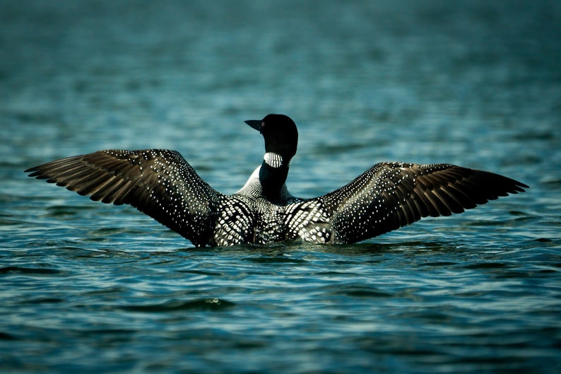 Loon Photograph Print, Wildlife Photography, Animal Photo Print, Nature ...