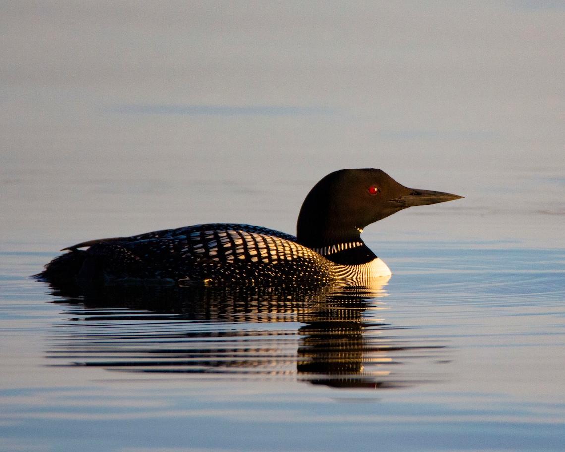 Loon Photograph Print, Wildlife Photography, Animal Photo Print, Nature ...