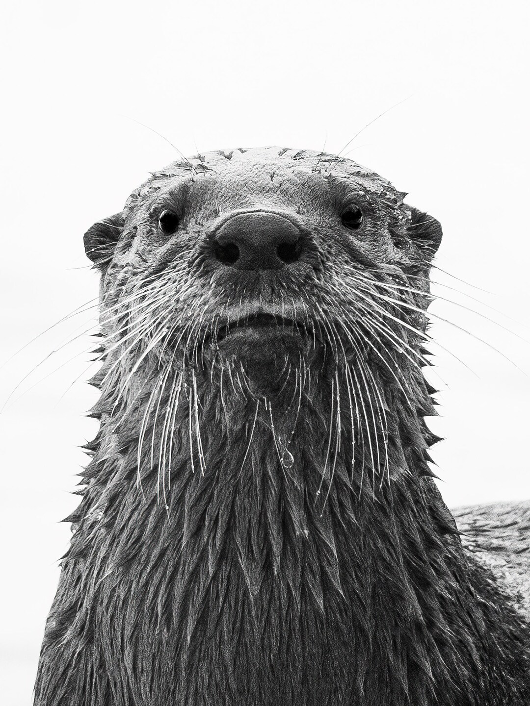 River Otter Photograph Print, Wildlife Photography, Animal Photo Print ...