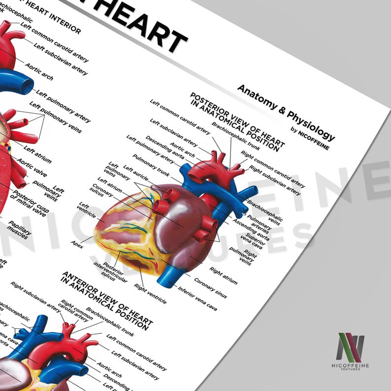 The Anatomy of Human Heart / Heart Diagram / Chart for Large Poster ...
