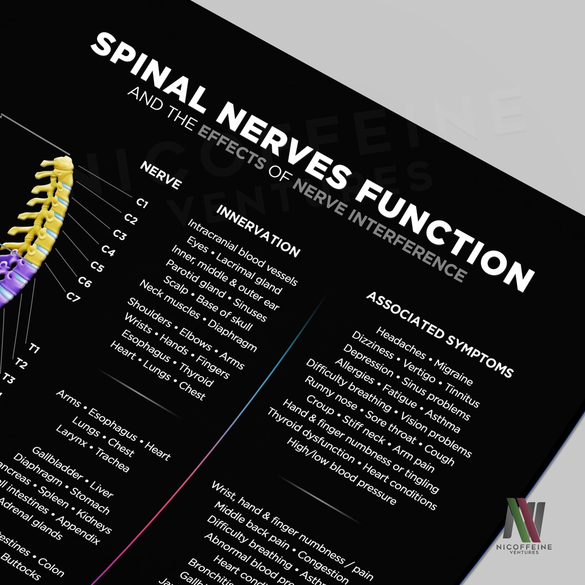 2PCS Spinal Nerves Function Chart Effect and Symptom Spine Thoracic ...