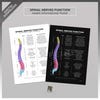 Effects of Spinal Subluxation Chiropractic Poster Handout Digital ...