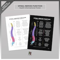 Effects of Spinal Subluxation Chiropractic Poster Handout Digital ...