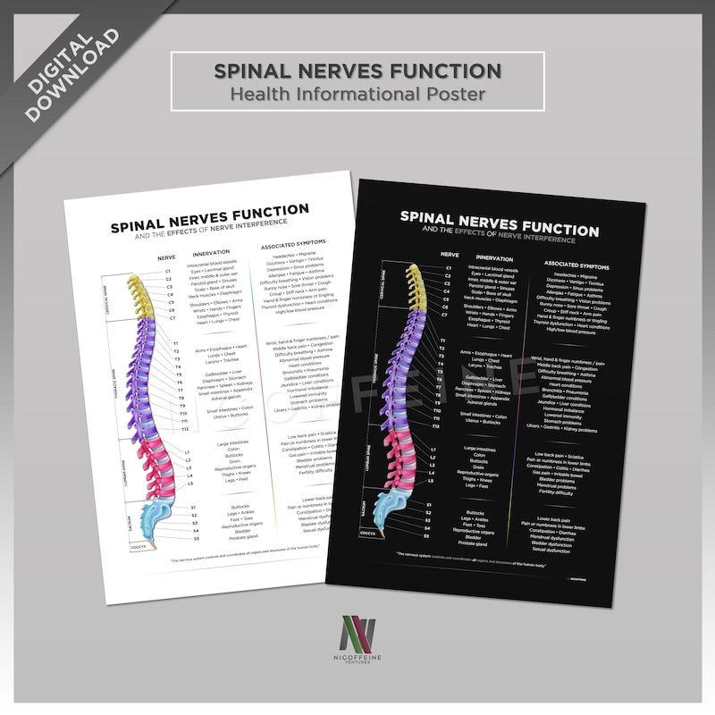 Human Spine Poster - Etsy