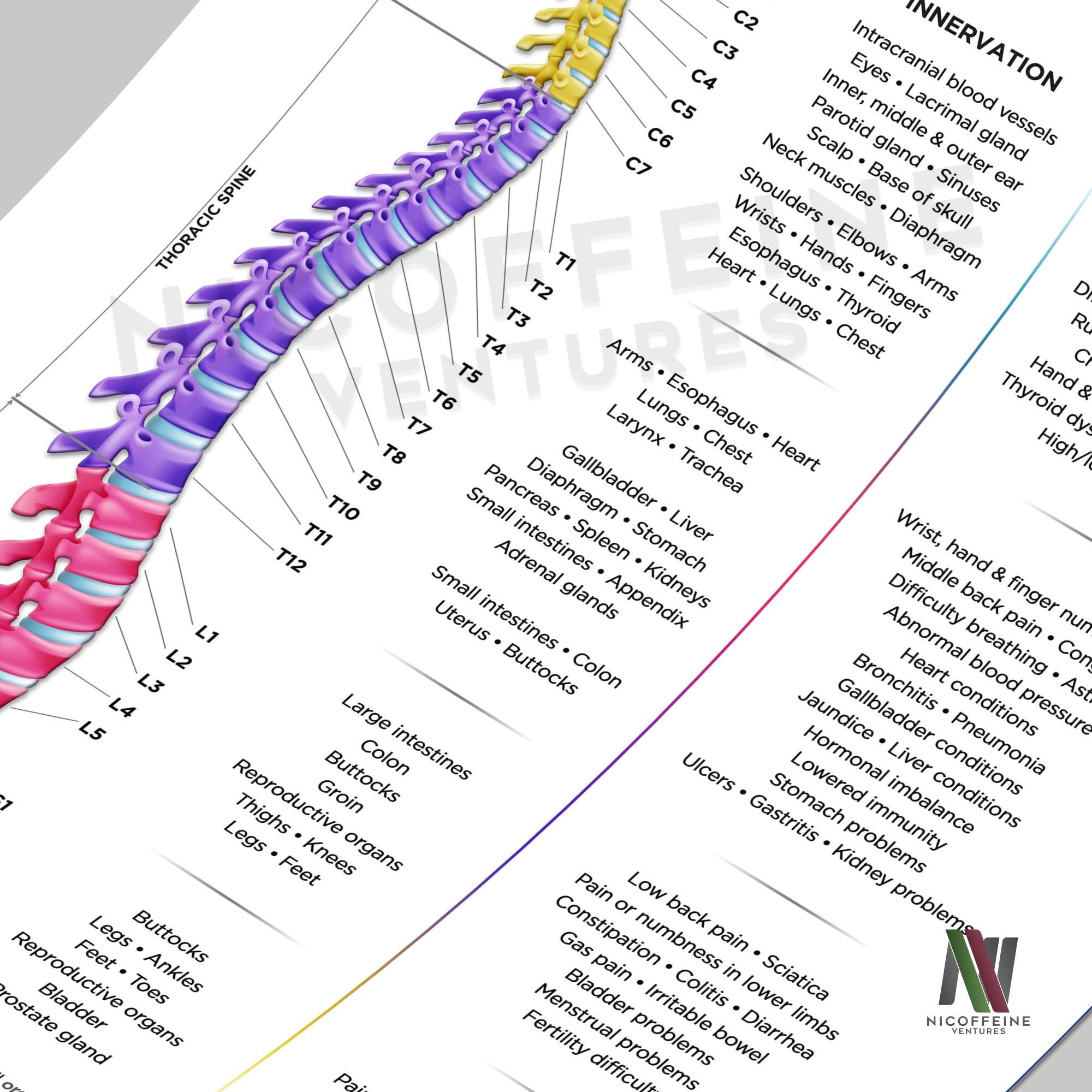 2PCS Spinal Nerves Function Chart Effect and Symptom Spine Thoracic ...