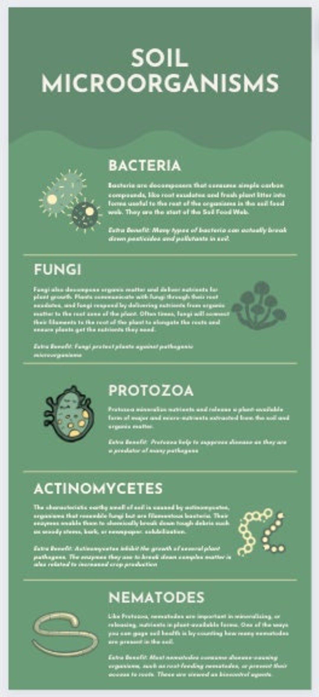 Soil Food Web Infographic - Etsy