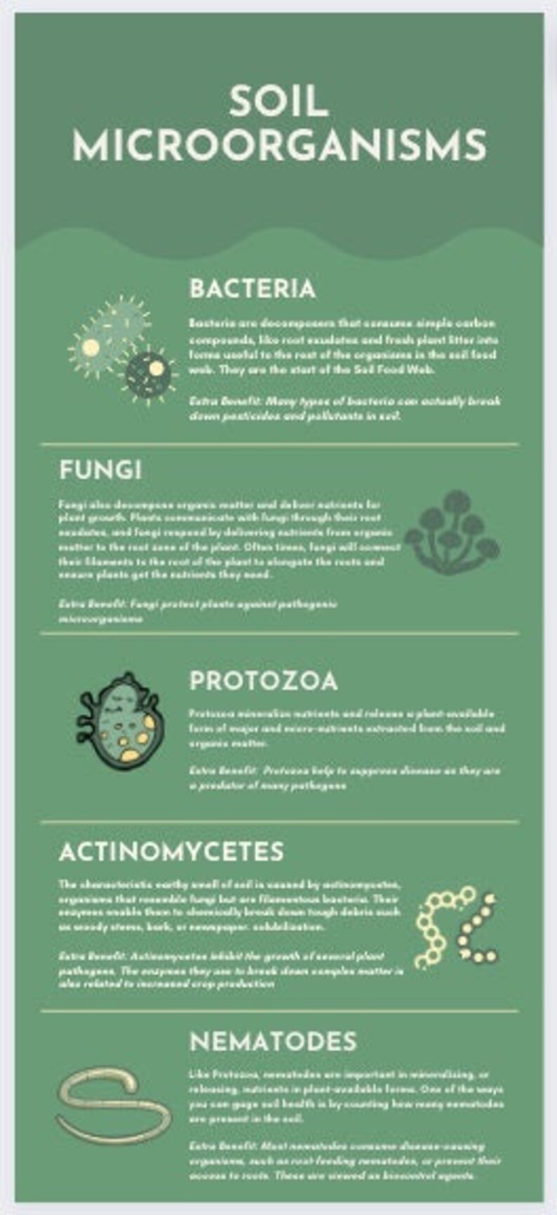 Soil Food Web Infographic - Etsy
