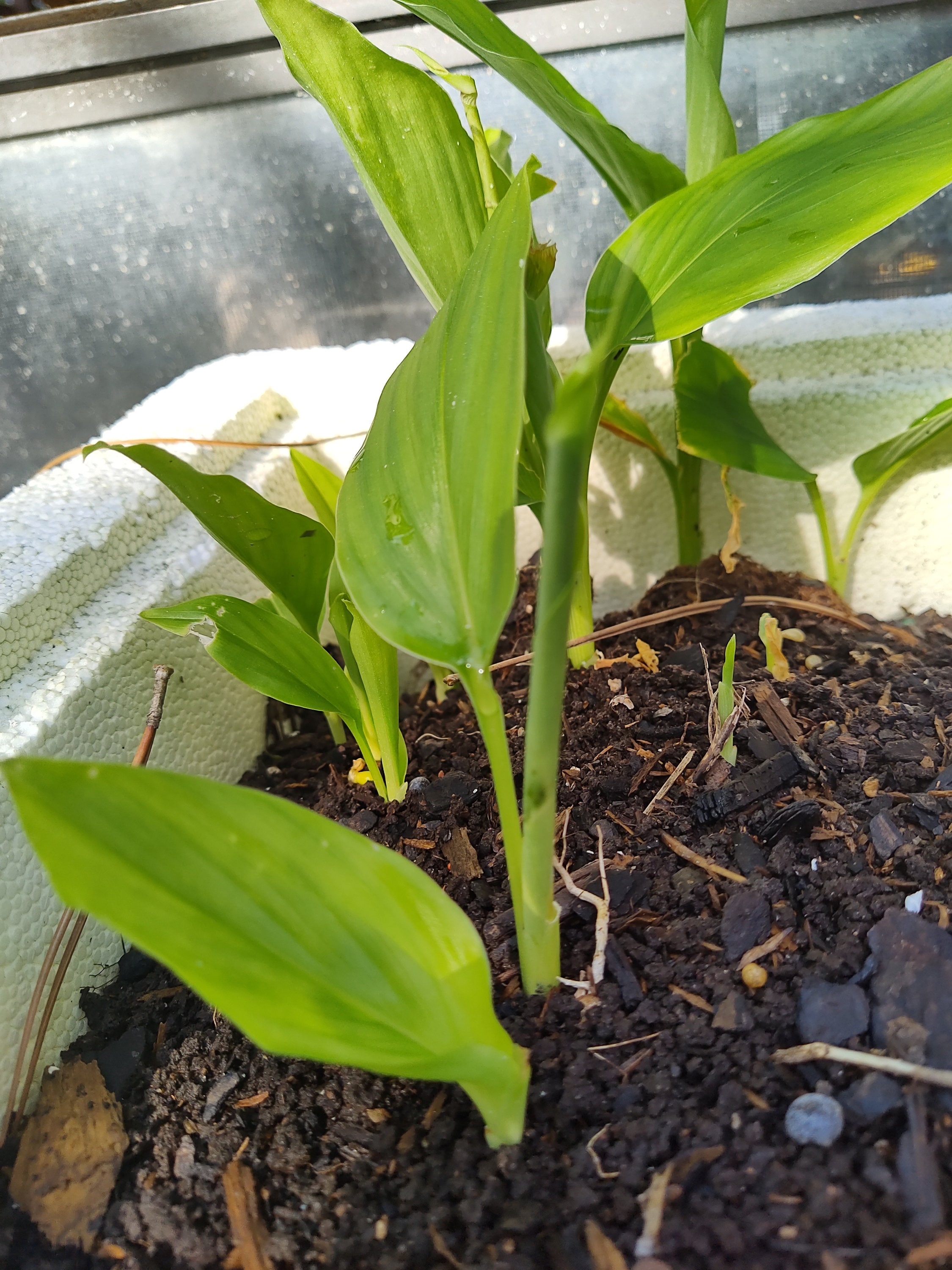 2 Plants Yellow Turmeric Curcuma Longa Live Plant 6 Inches - Etsy Canada