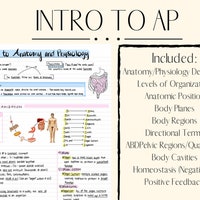 Bundle Anatomy and Physiology (set 03) - Etsy