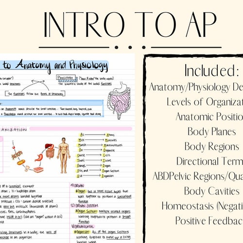 Intro to Anatomy & Physiology - Etsy
