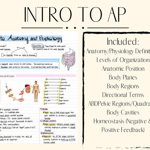 Intro to Anatomy & Physiology - Etsy