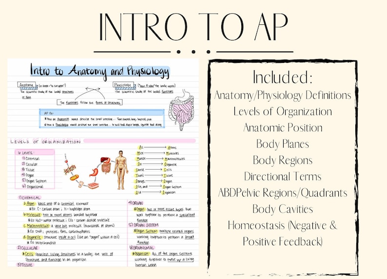 Intro to Anatomy & Physiology - Etsy