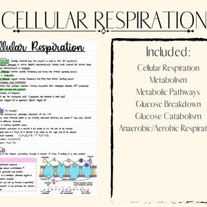 Cellular Respiration - Etsy