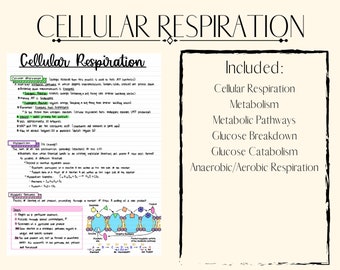 Cellular Respiration Guided Notes and Diagrams Printable Handout - Etsy