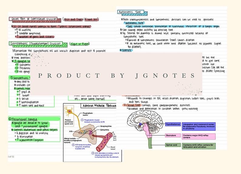 Autonomic Nervous System (ANS) - Etsy