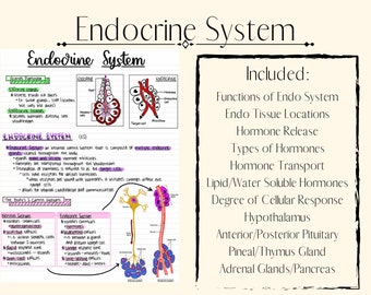 Endocrine System & Diseases Endocrine Bundle Nursing Study - Etsy