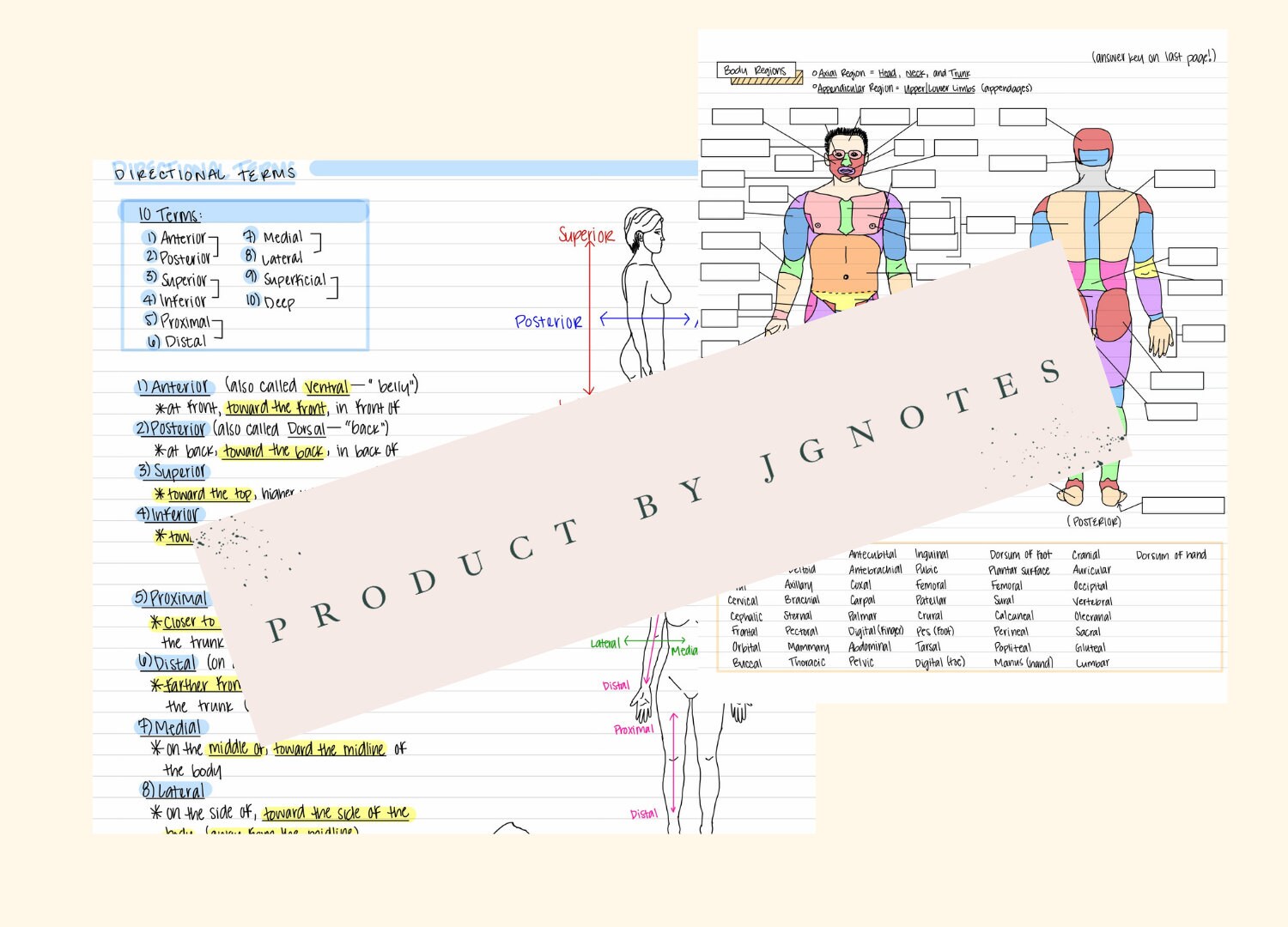 Intro to Anatomy & Physiology - Etsy
