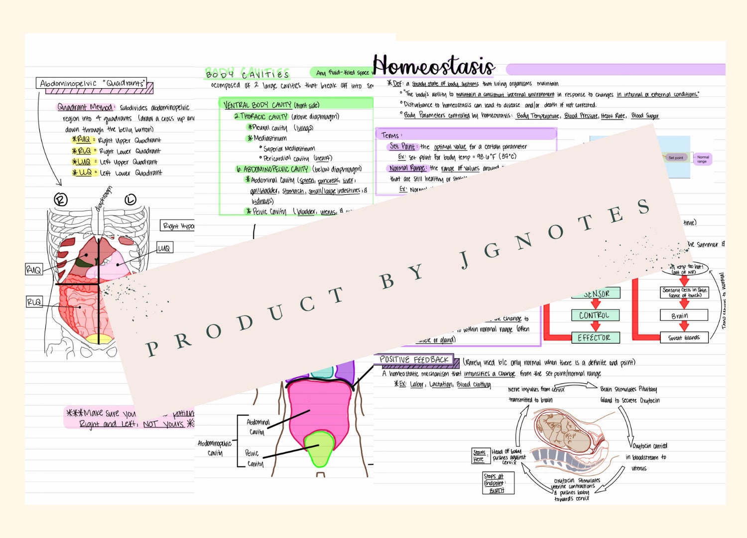 Intro to Anatomy & Physiology - Etsy