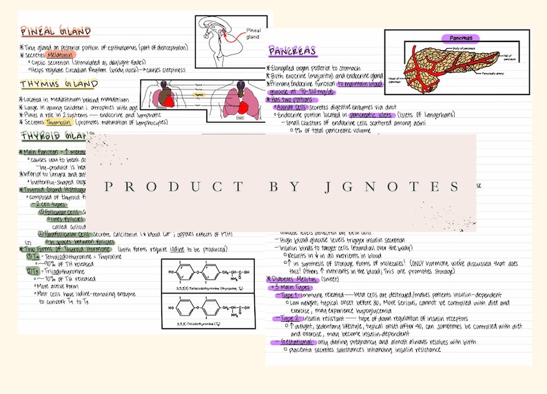 Endocrine System - Etsy