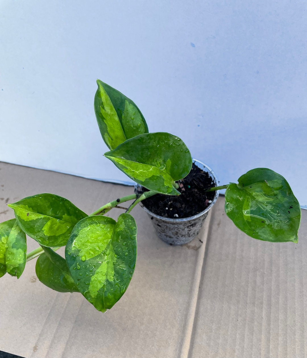 Rare Global Green Emerald Pathos Cuttings - Etsy