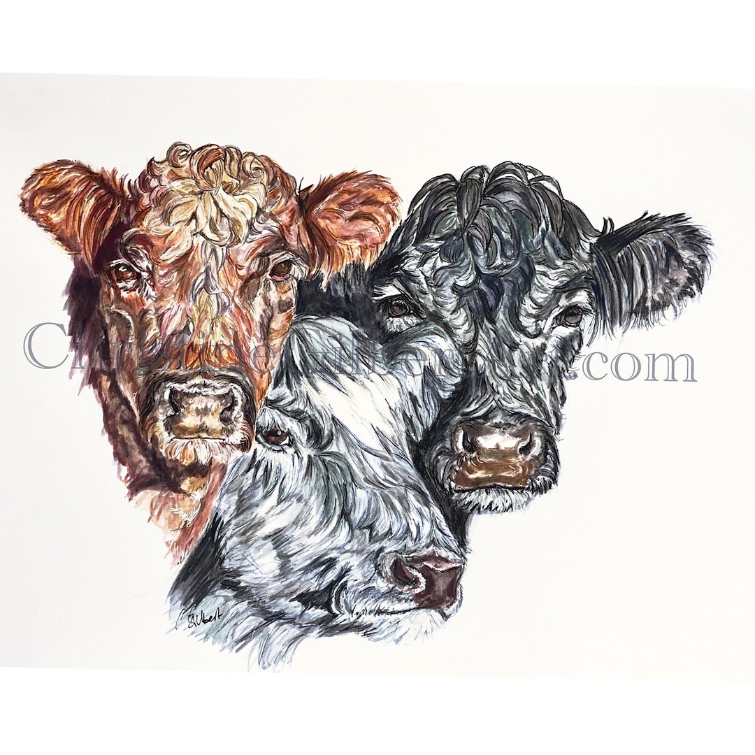 Galloway Cattle, Cows in Watercolour and Ink Artwork trio of Galloway ...