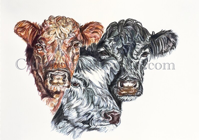 Galloway Cattle, Cows in Watercolour and Ink Artwork trio of Galloway ...